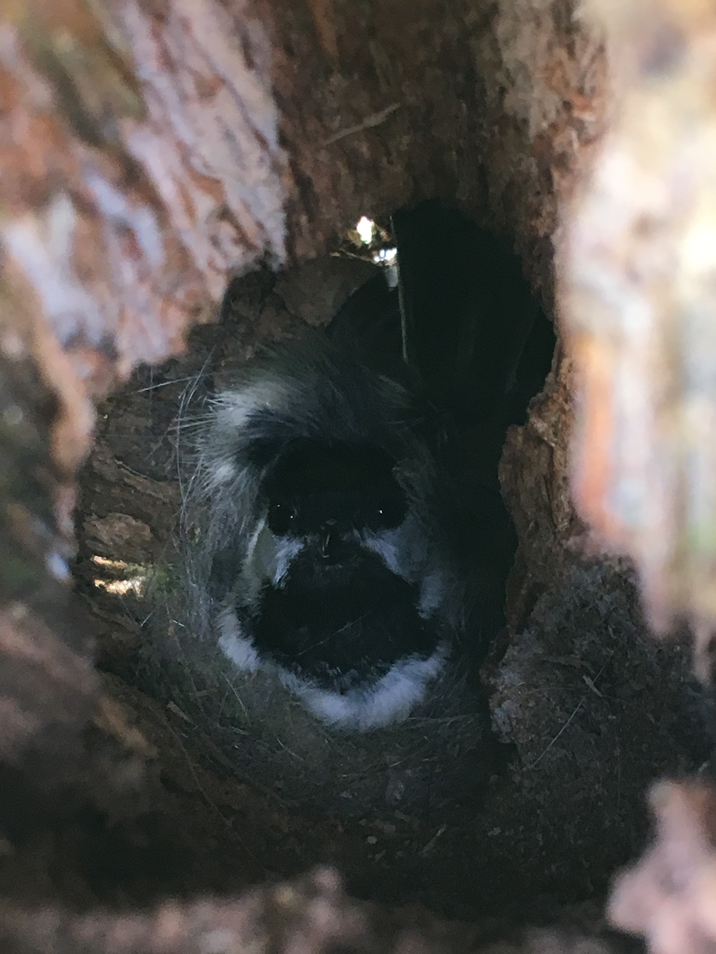 Chickadee Nest – Forest Wolf Programs